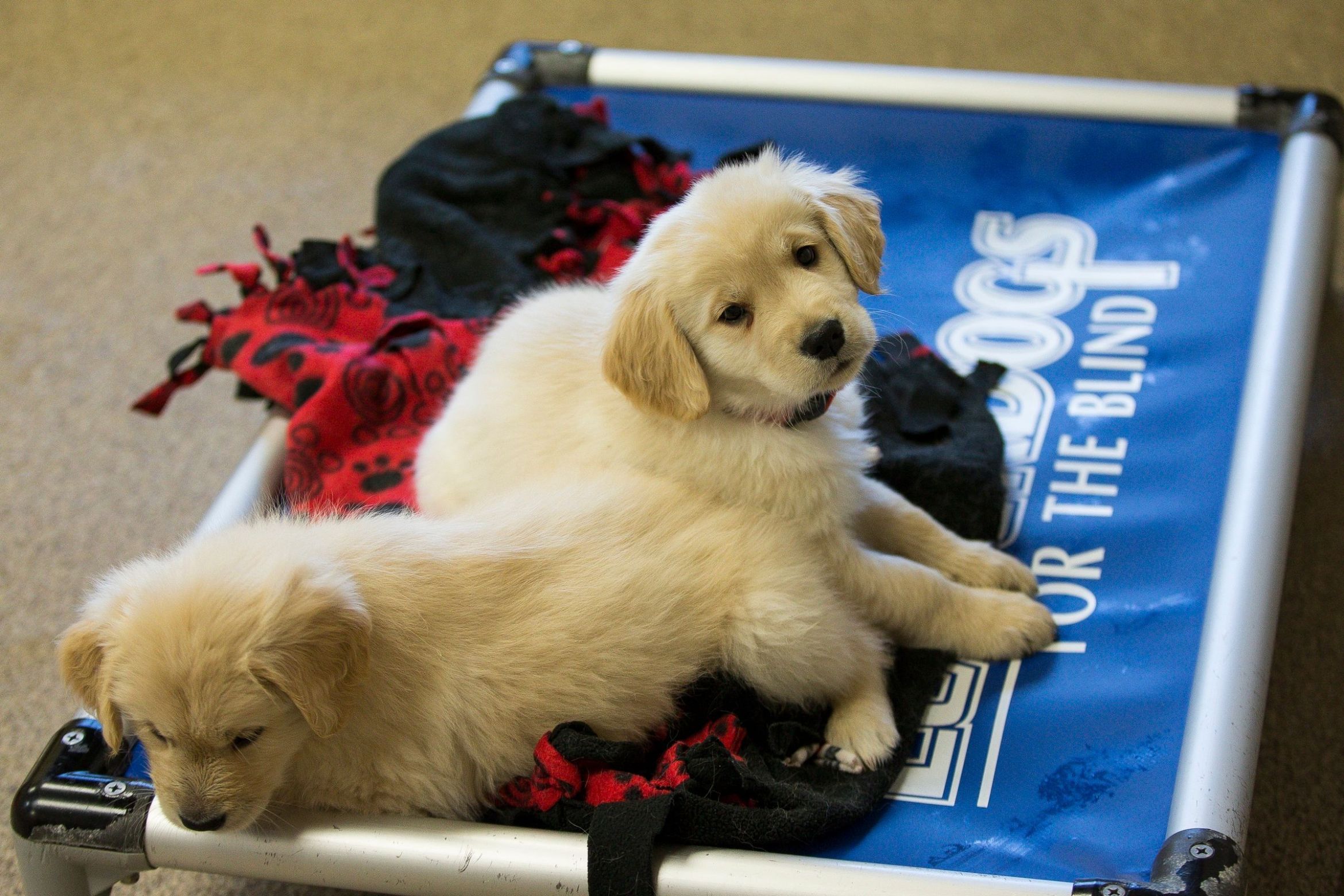 Friday Fave: Dogs teaching humans – Digital Dialogues